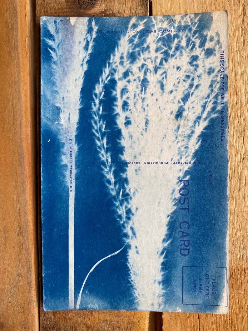 Cyanotype Blue Postcard – Dried Prairie Grass Print, Antique OOAK - Etsy