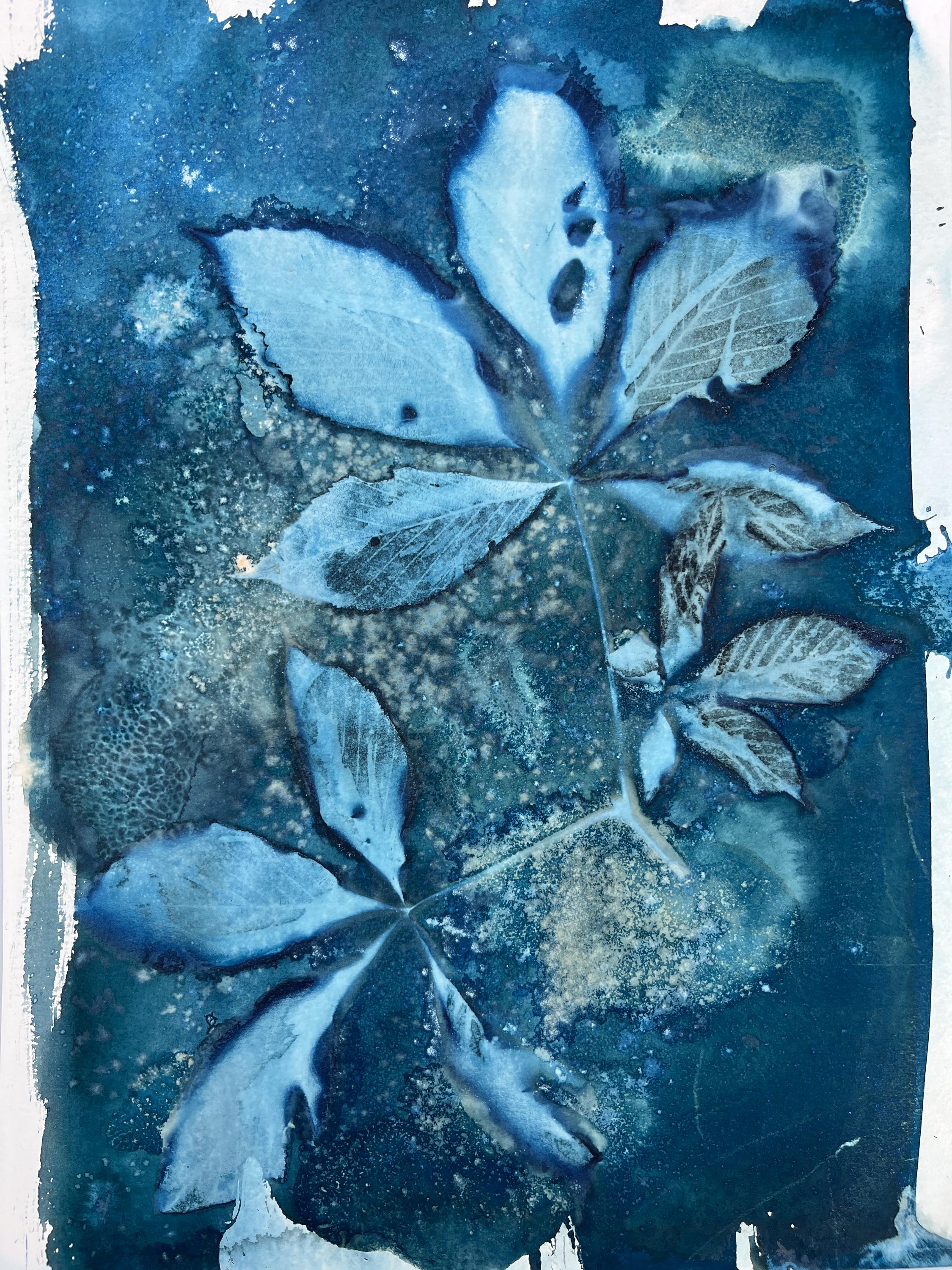 Cyanotype Buckeye Leaves Leaf Art | Buckeyes Ohio Blue Tree Print on ...