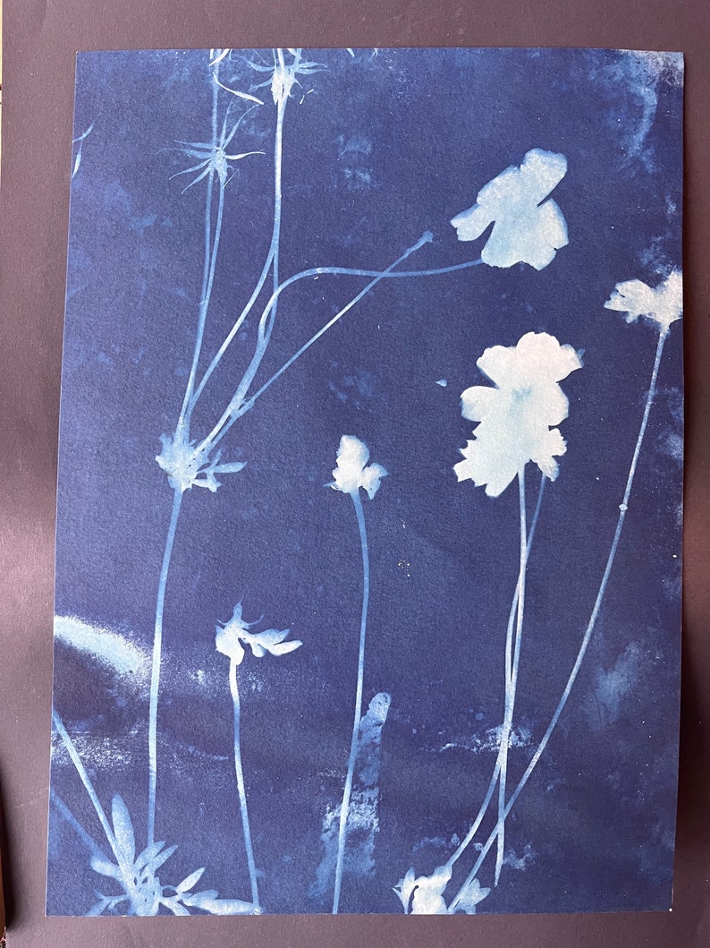 Cyanotype Cosmos Blue Boho Flower Whispy Garden Flower Blue Photography ...