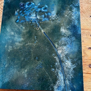Queen Annes Cyanotype Botanical Original Print | Photograph Blue Plant ...