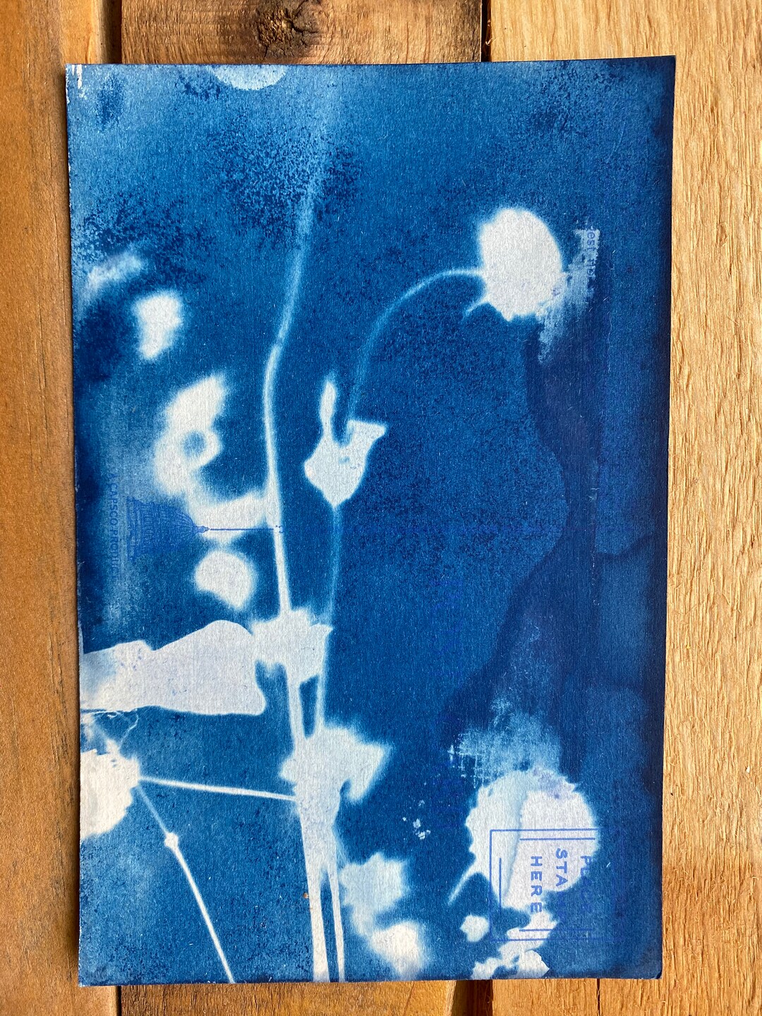 Cyanotypes Blue Postcard - Cyanotype Print - Botanical Dried Flower ...