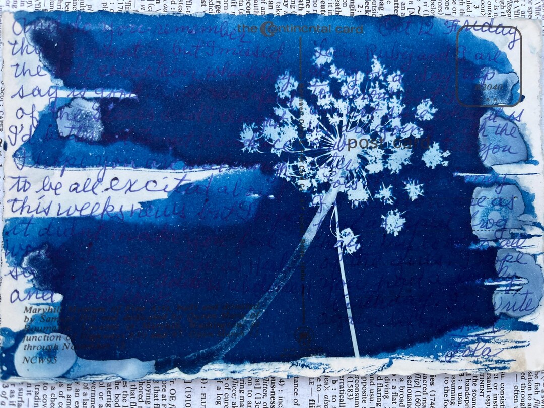 Queen Anne Lace Art Cyanotypes Blue Postcard | Cyanotype Print | Plant ...
