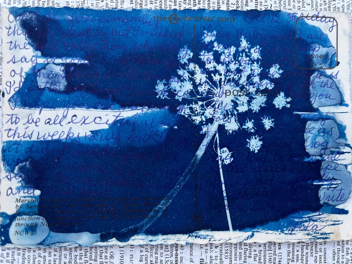 Queen Anne's Lace Cyanotype | Antique Postcard Floral Print (4x6) - Etsy