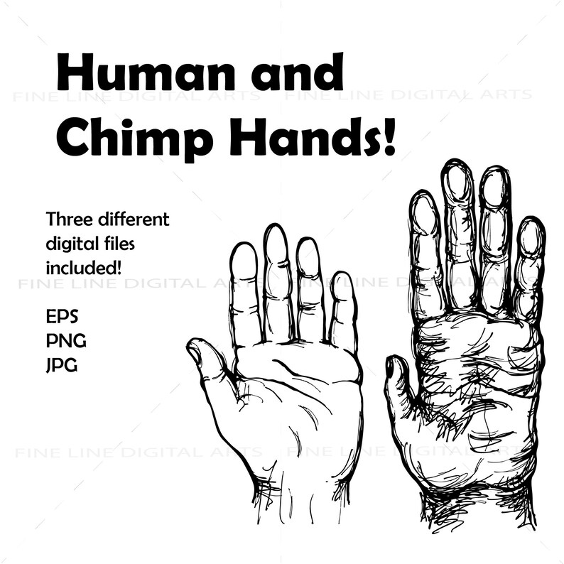 Chimpanzee Human Hand Clipart Black and White Sketch Hand Drawn ...