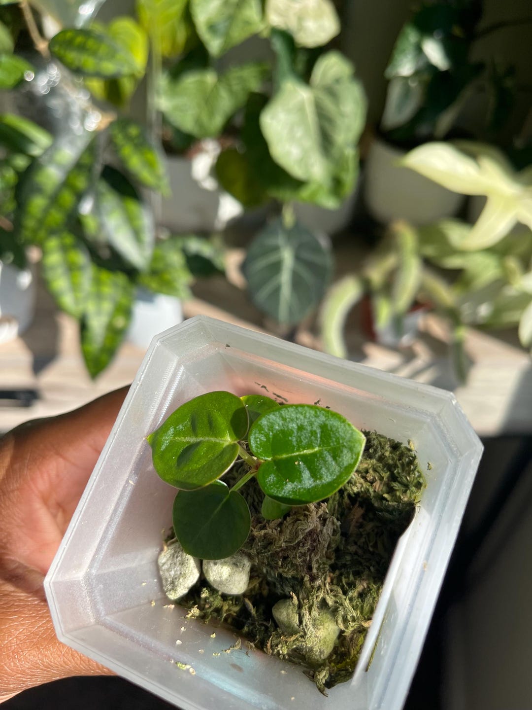 Anthurium Doc Block X Red Crystal X SKG Silver - Etsy