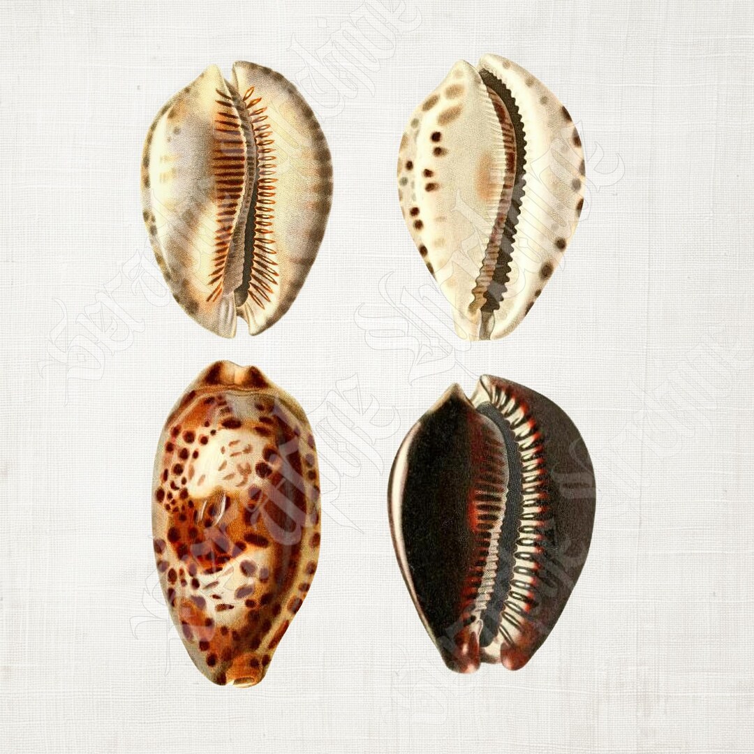Tiger Cowrie Shell Clipart, Vintage Seashell Clipart, Ocean Ephemera ...