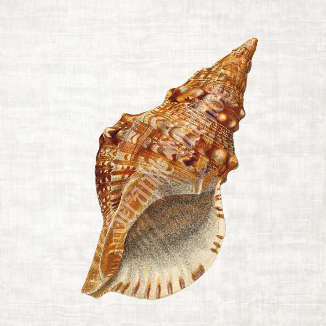 Triton Shell Clip Art – Vintage Seashell Illustration PNG & JPG ...
