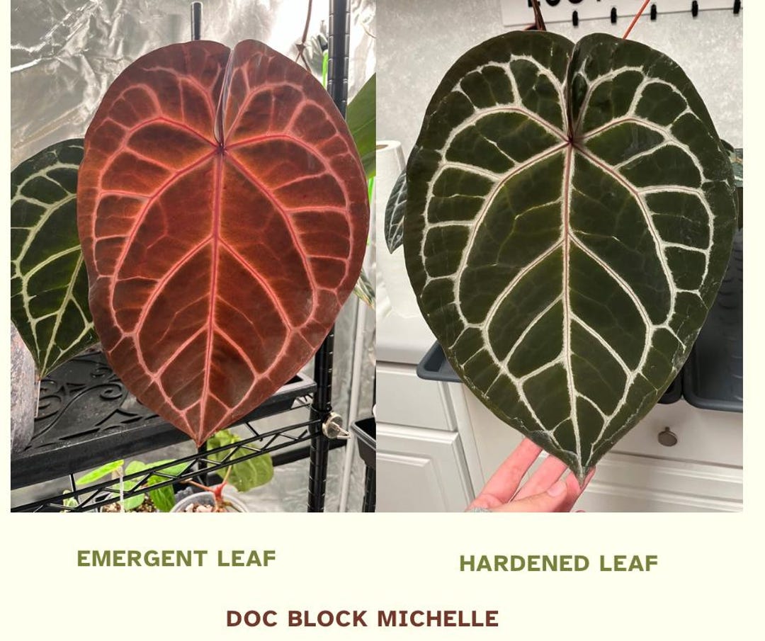 Anthurium Doc Block Michelle X Self Seedling - Etsy