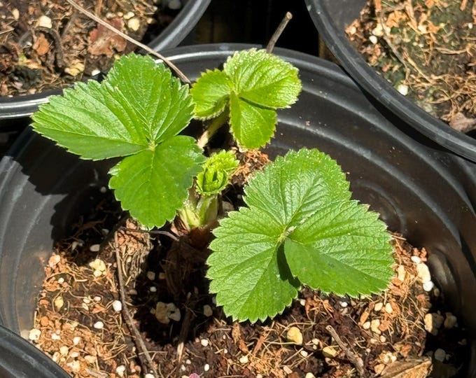 Everbearing Strawberry Plants (ready for Transplant) - Etsy