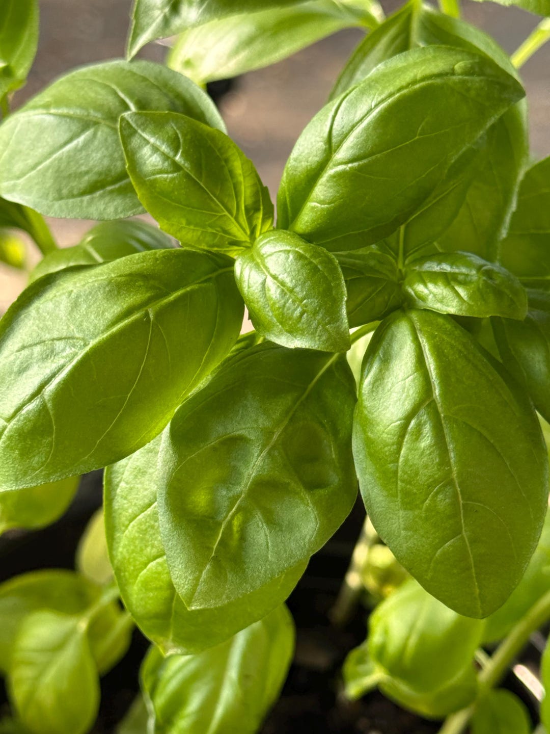 Italian Large Leaf Basil Plant Organic Non-gmo and Grown With Organic Soils - Etsy