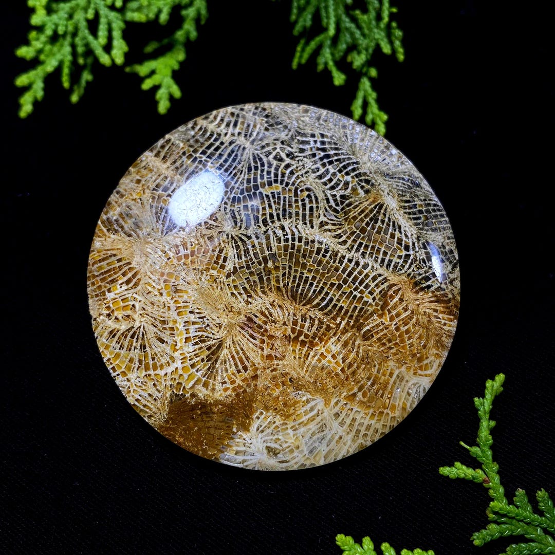 Coral Fossil Worry Stone | Polished Flat Back Crystal Lingam (root ...