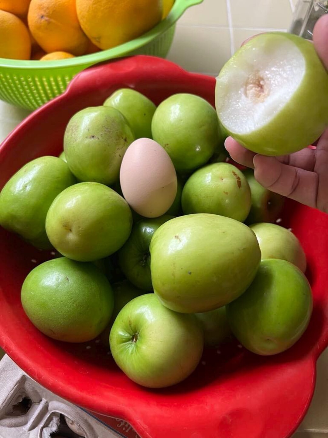 Grafted Taiwanese Jujube Tree 5+ Feet - Etsy