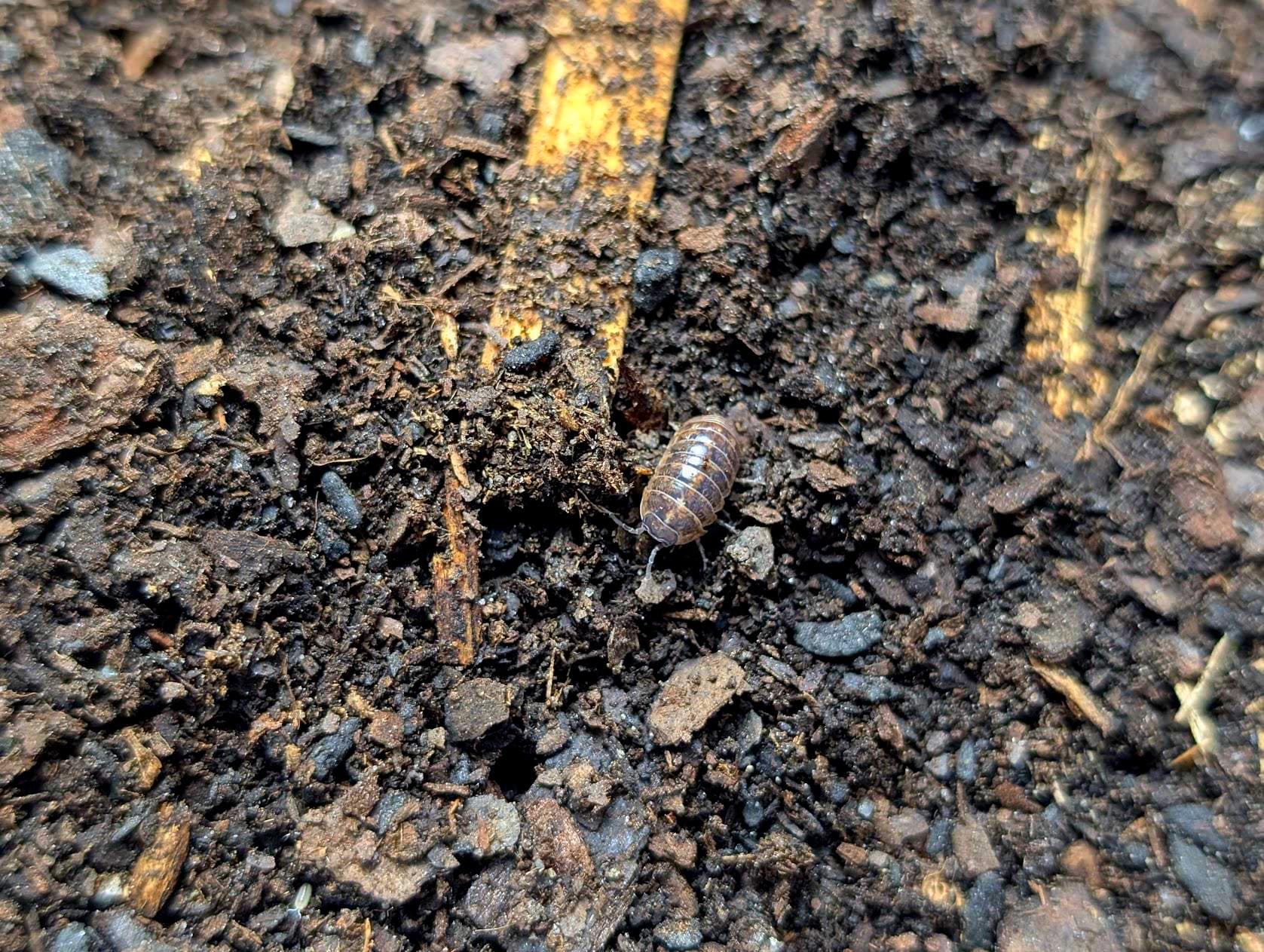 Roly-grail Isopod and Millipede Substrate | Bioactive Terrarium and ...