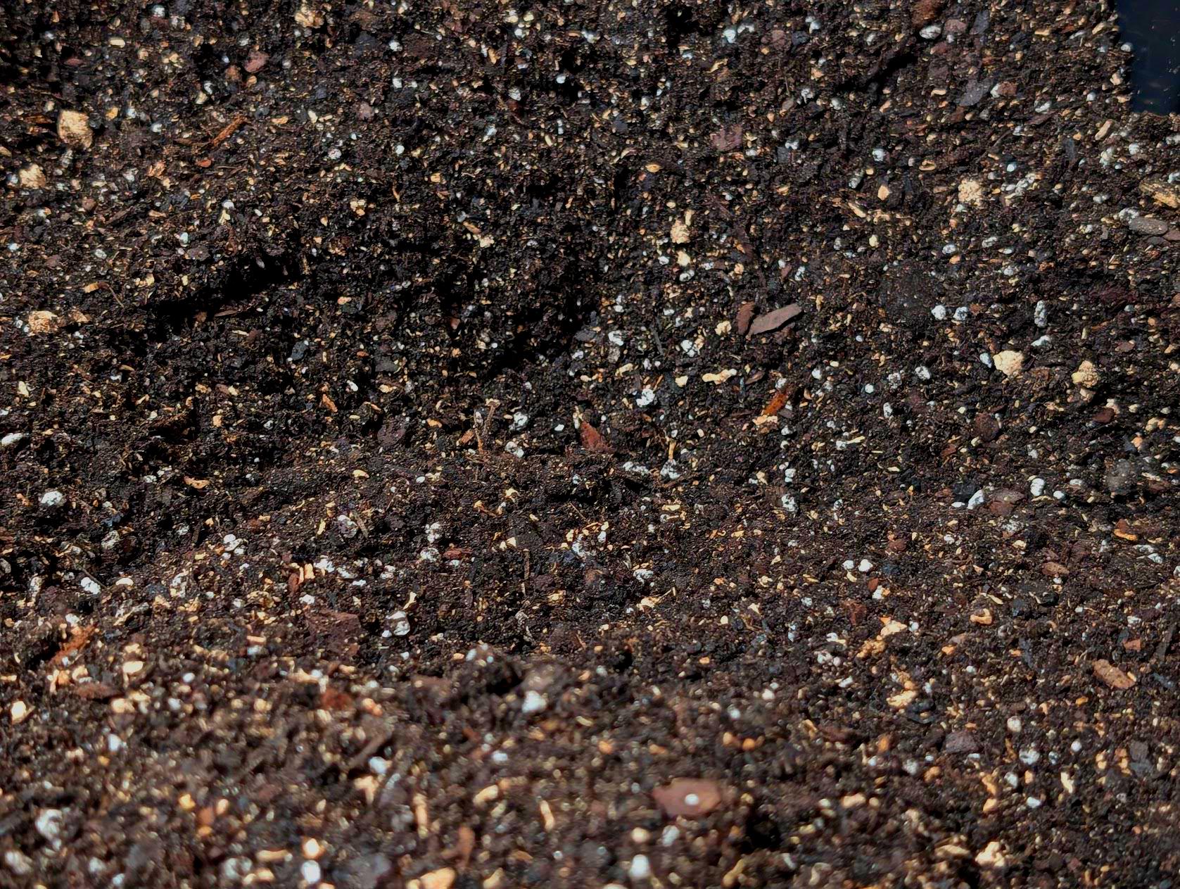 Roly-grail Isopod and Millipede Substrate | Bioactive Terrarium and ...