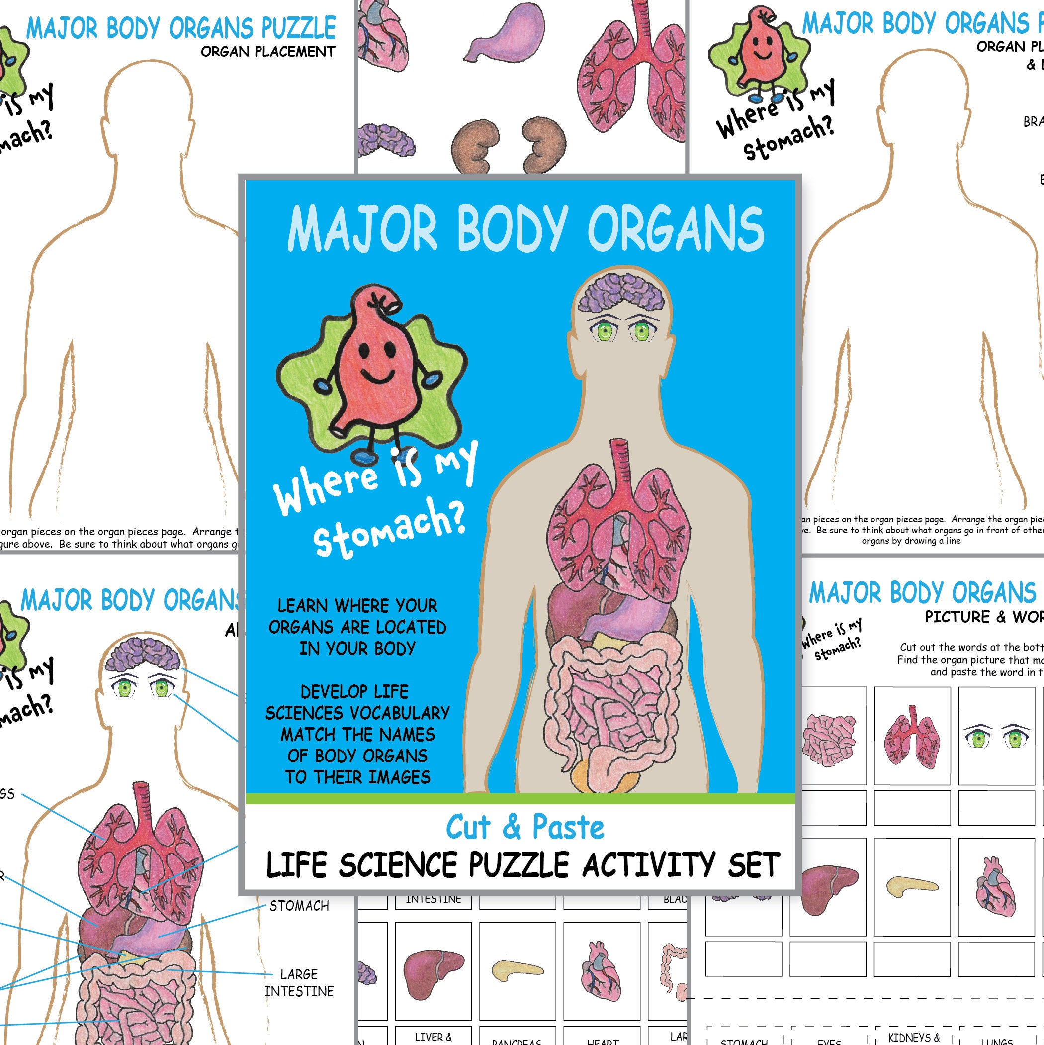 Inside A Human Body For Kids