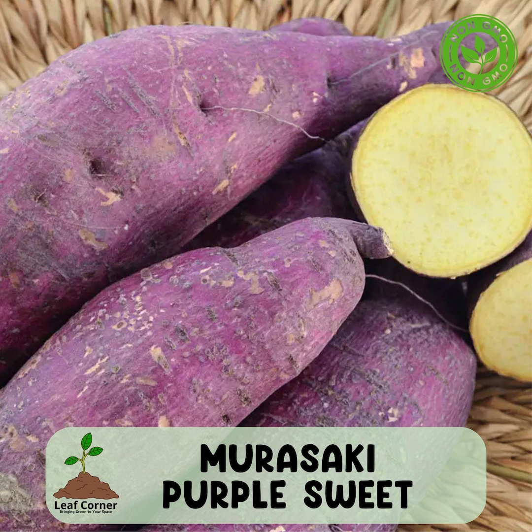 Murasaki Purple Sweet Potato Slips 3 - Etsy