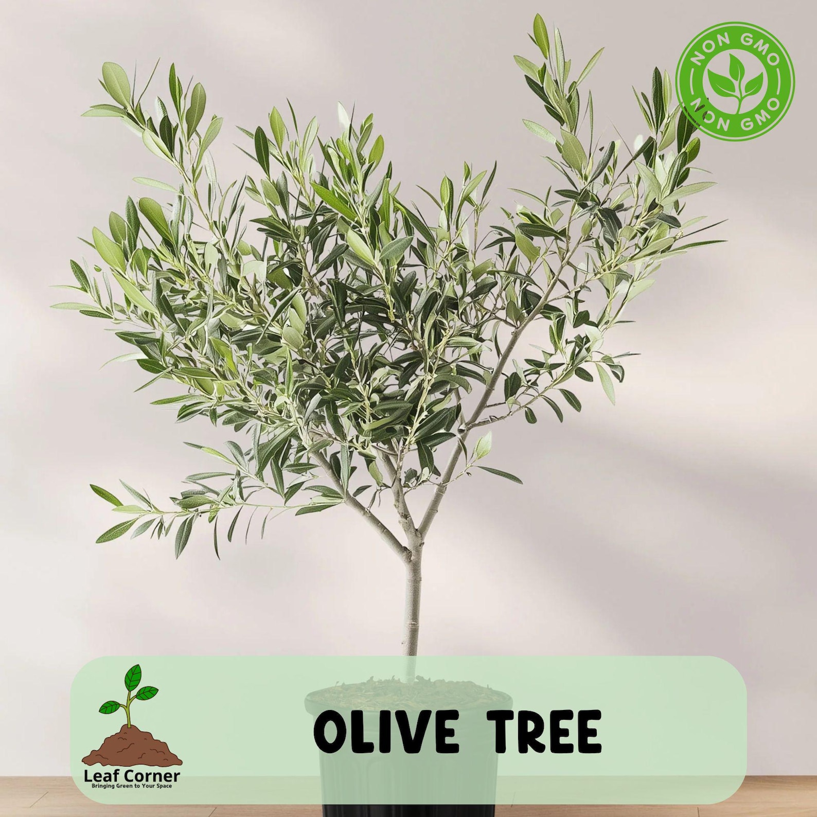 Arbequina Olive Tree Starter Plant, Healthy Potted Tree - Etsy