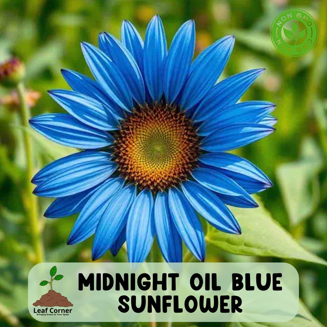 Midnight Oil Blue Sunflower Seeds, Colorful Garden Blooms (50 Seeds) - Etsy