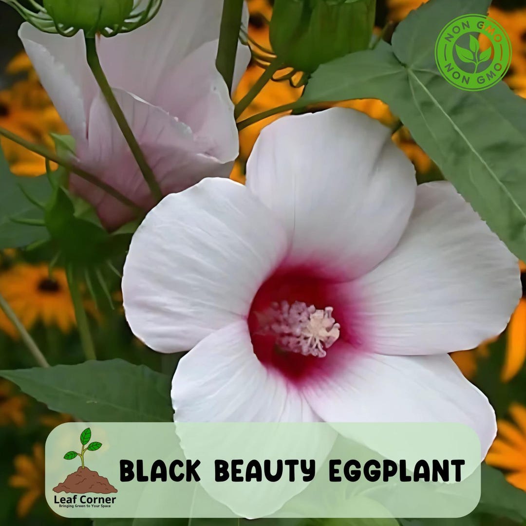 Heirloom Halberd-leaf Rose Mallow Seeds: Organic Hibiscus Laevis - Etsy