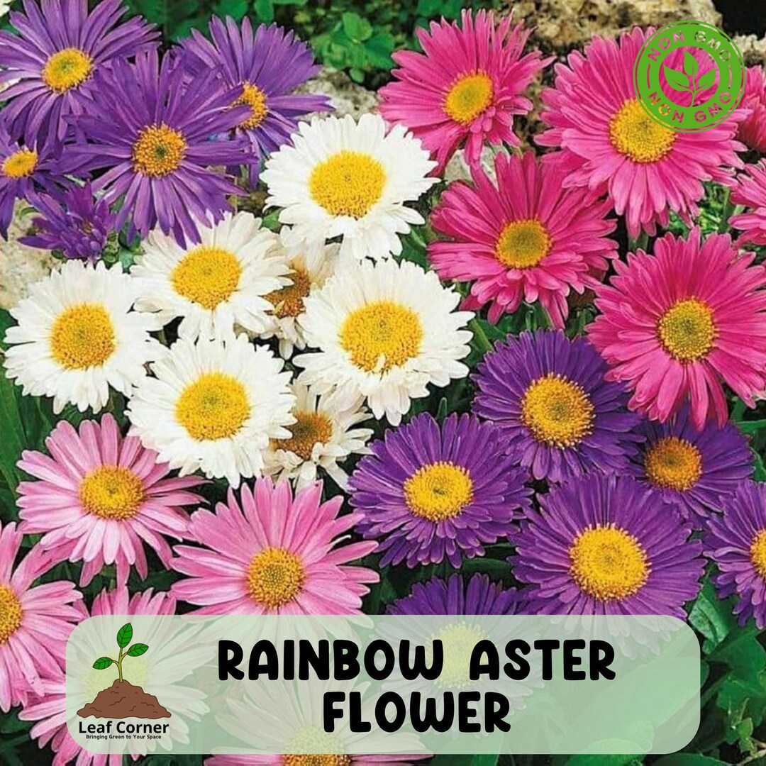 Rainbow Aster Flower Seeds, Vibrant Garden Blooms - Etsy