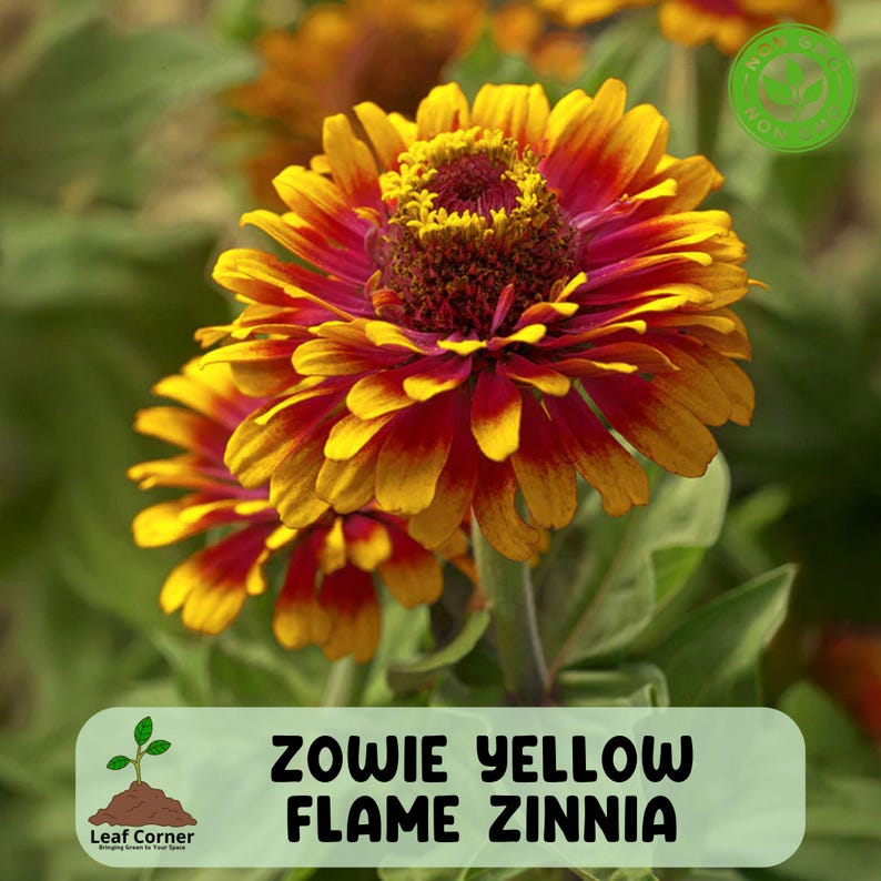 100 Zowie Yellow Flame Zinnia Seeds, Bold Bicolor Blooms for Butterfly ...