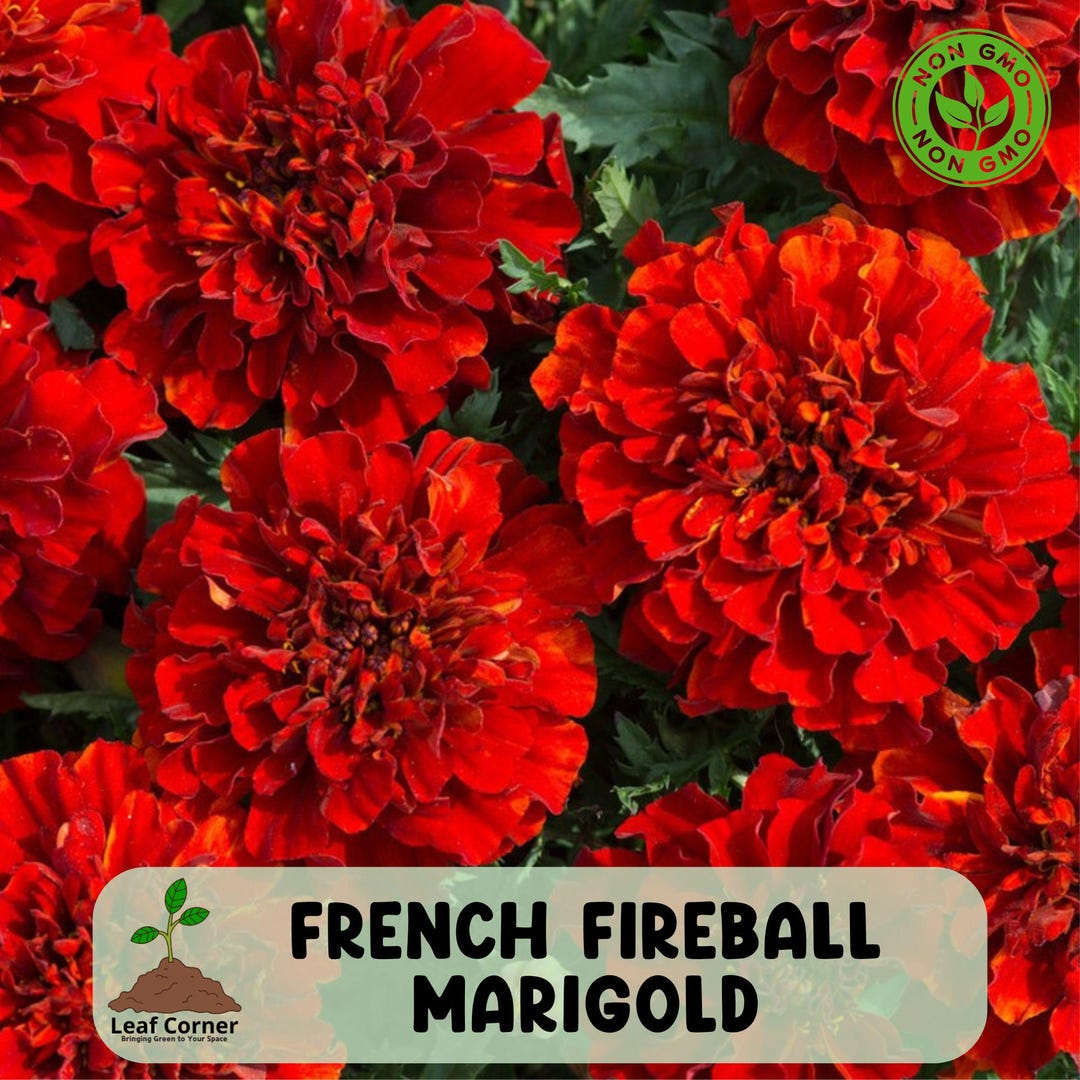 25 French Fireball Marigold Seeds, Vibrant Bi Color Blooms, Non GMO ...