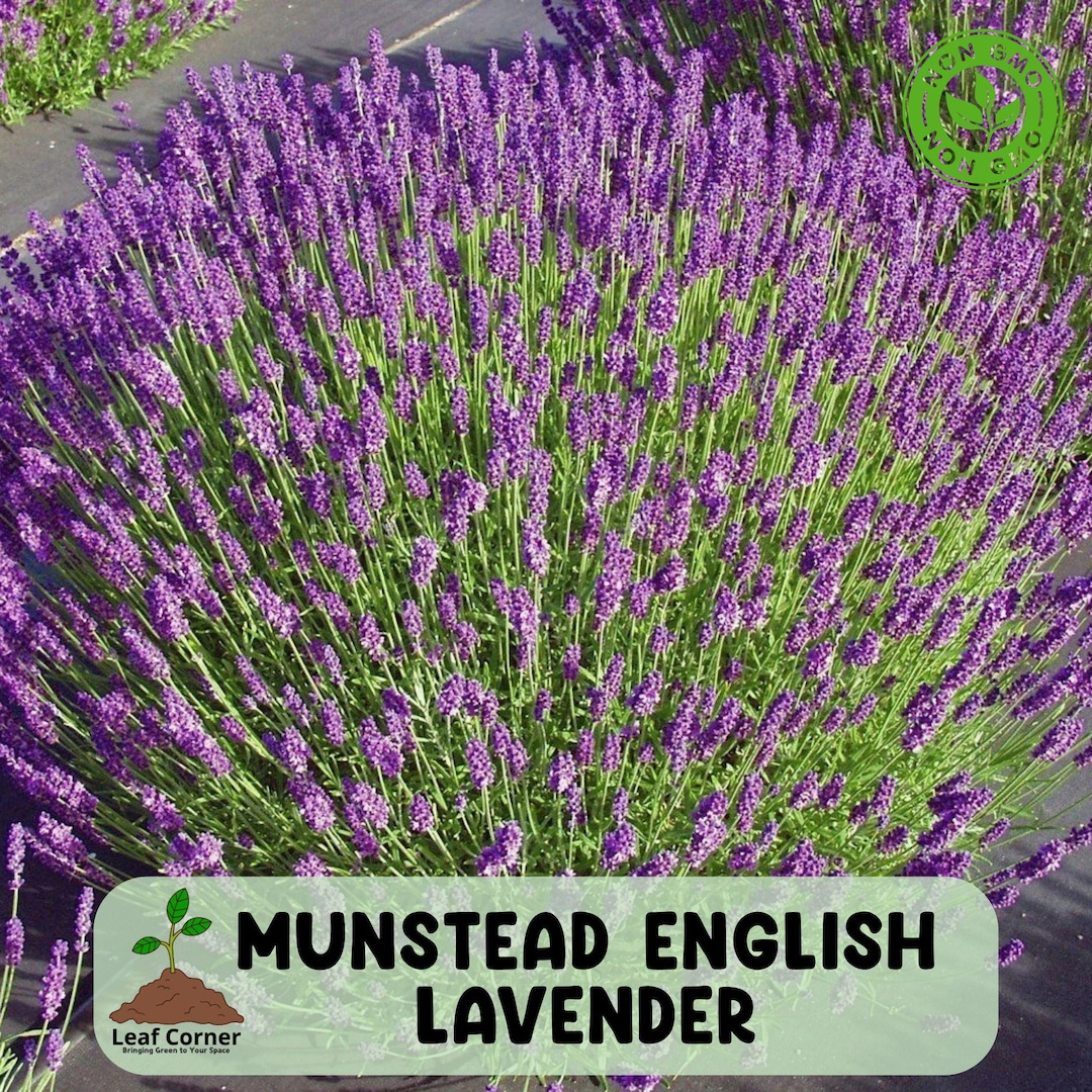 Munstead English Lavender Live Plant, Healthy Starter for Garden and ...