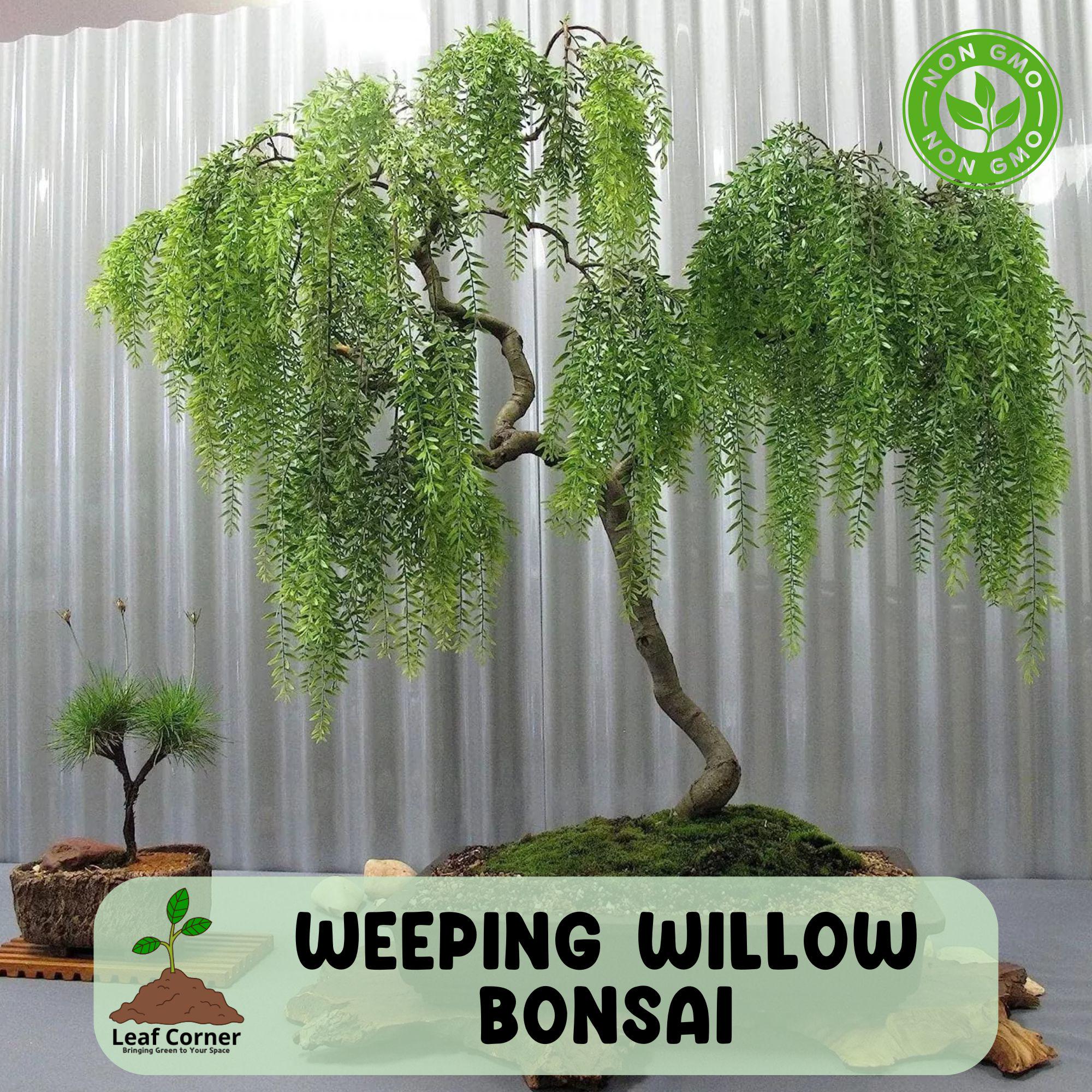 Live Dwarf Australian Weeping Willow Bonsai Cutting Tree, Fast Growing ...
