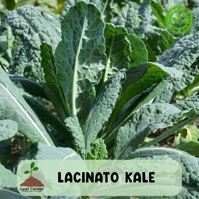 Lacinato Kale Seeds | Italian Dinosaur Kale, Non GMO Cruciferous ...