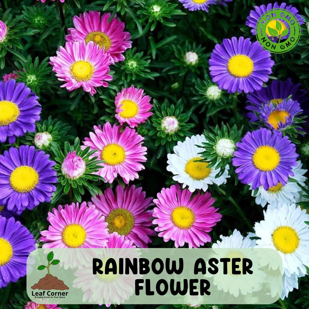 Rainbow Aster Flower Seeds, Non-gmo - Etsy