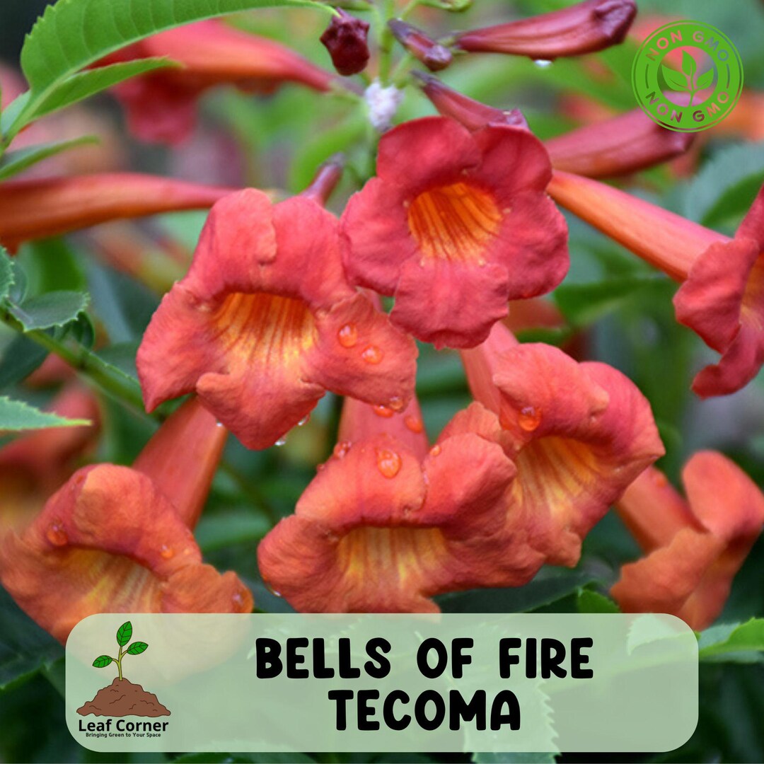 Bells of Fire Tecoma Tecoma Sp, Small Rooted Starter Plant, Fiery ...
