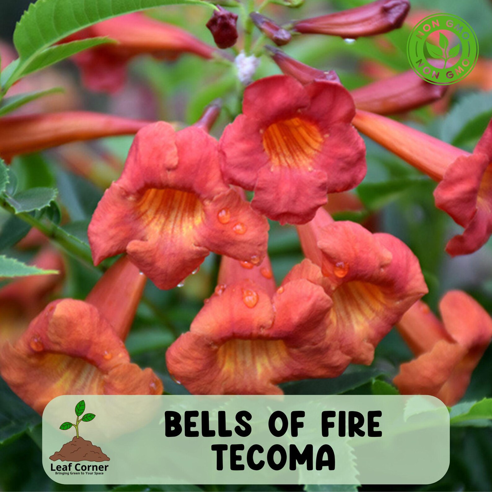 Bells of Fire Tecoma Tecoma Sp, Small Rooted Starter Plant, Fiery ...