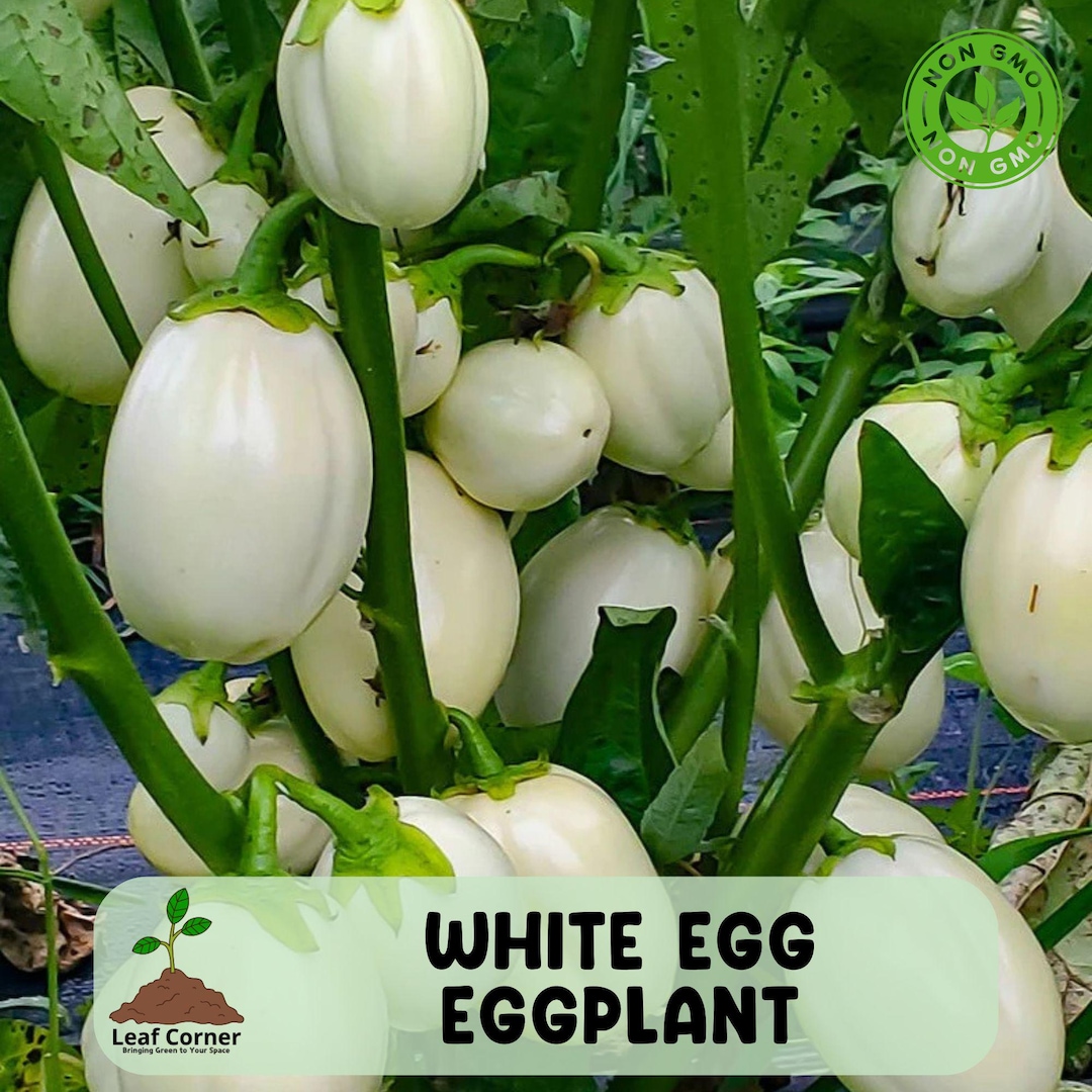 White Aubergine Seeds