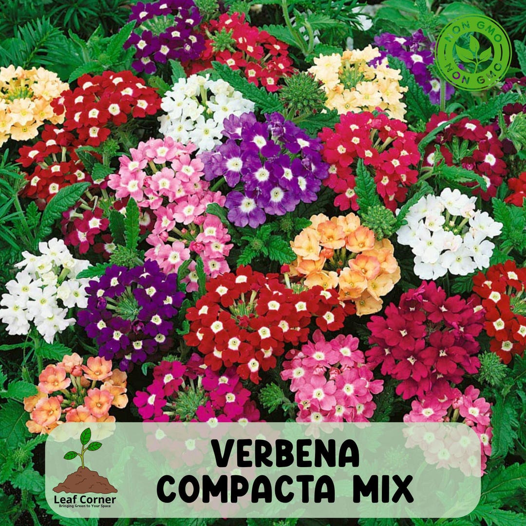 Verbena COMPACTA Mix, Dwarf Groundcover Perennial, Bee Friendly ...