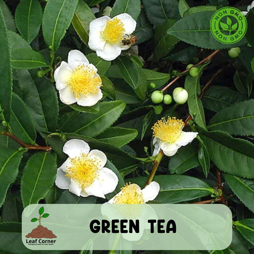 Live Tea Plant, Camellia Sinensis for Home Garden & Patio, Non GMO - Etsy