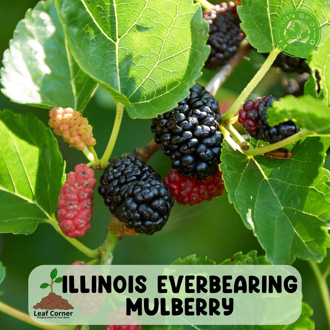 Illinois Everbearing Mulberry Tree, Live Starter Plant, Sweet Juicy ...