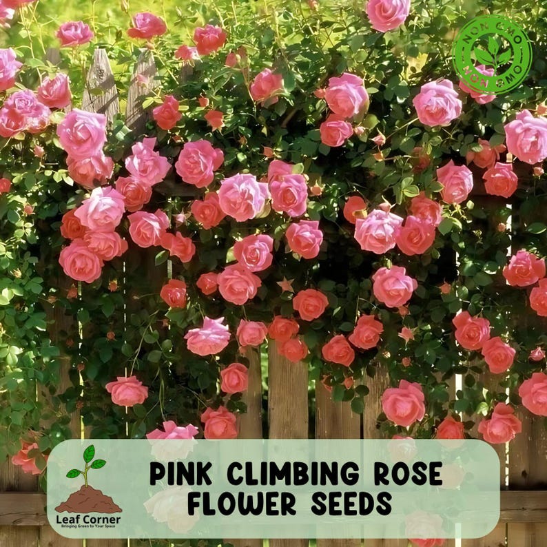 10 Pink Climbing Rose Seeds, Fragrant Rosa Vine, Butterfly-attracting ...