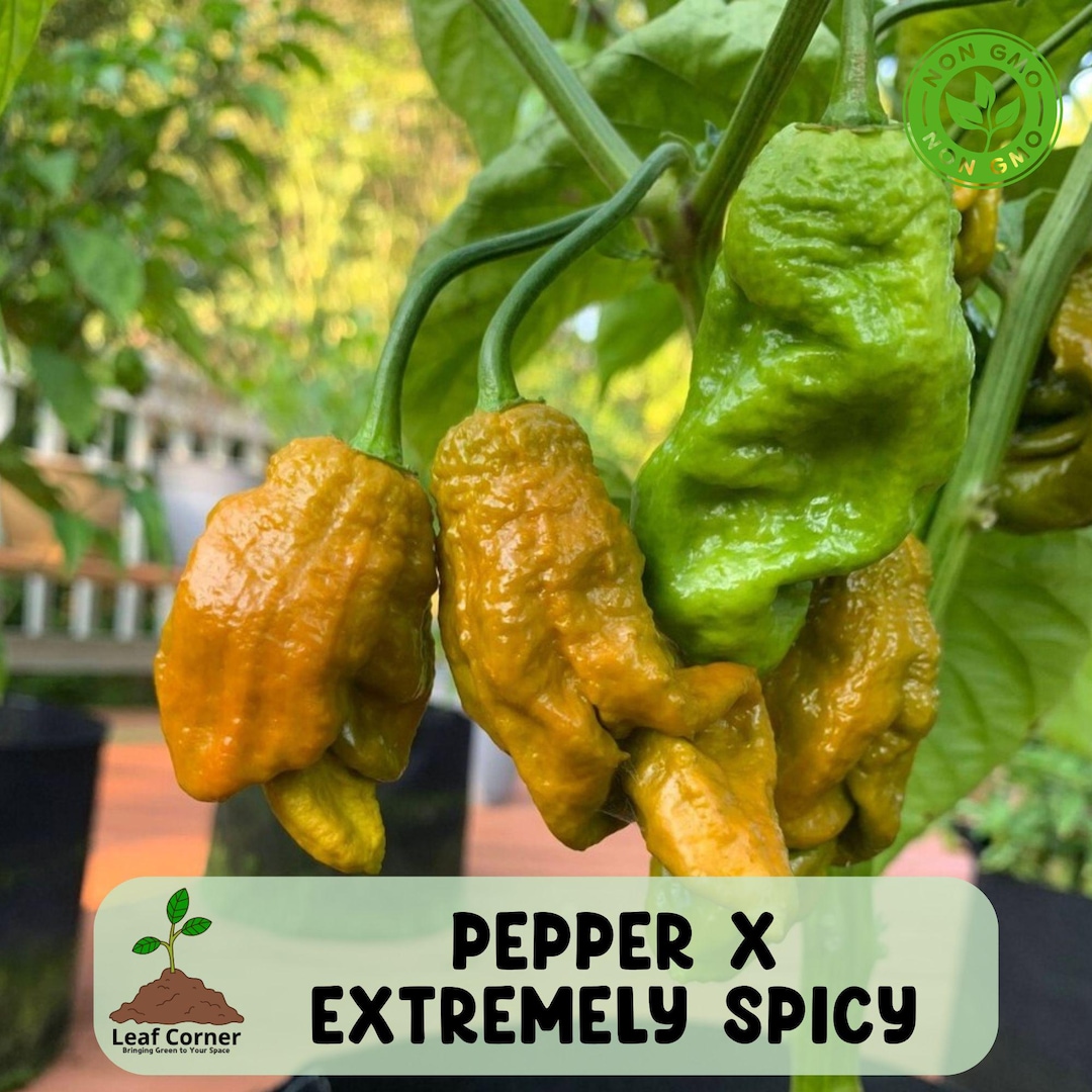 25 Pepper X Seeds, Extremely Spicy, Chili Pepper for Garden Planting ...