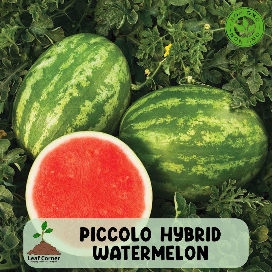 50 Mini Seedless Piccolo Watermelon Seeds, Hybrid Variety, Sweet ...