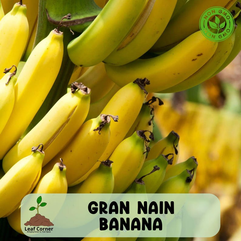 Gran Nain Banana Tree, Live Starter Plug Plant, Dwarf Sweet Banana ...