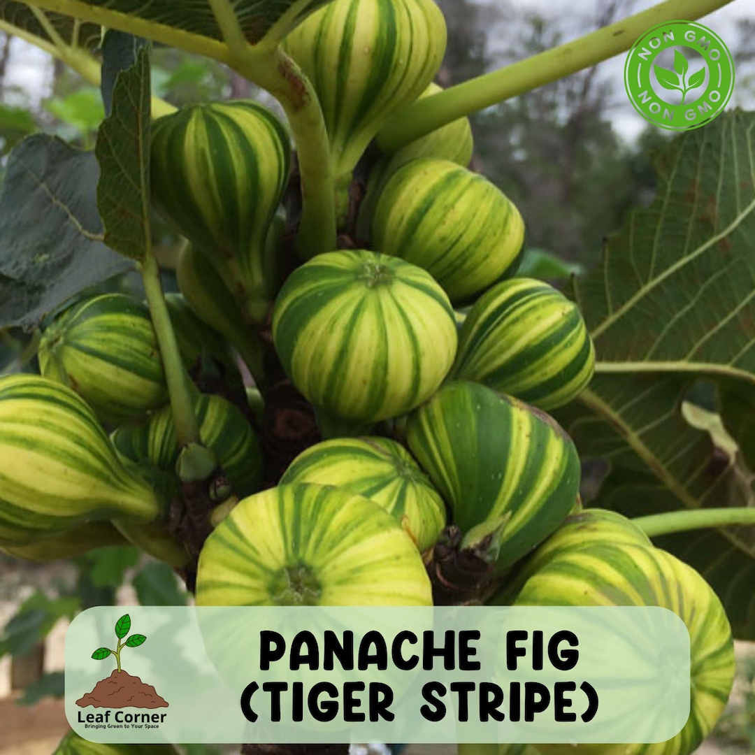 100 Panache Tiger Stripe Fig Seeds, Rare Sweet Dessert Fig With Striped ...