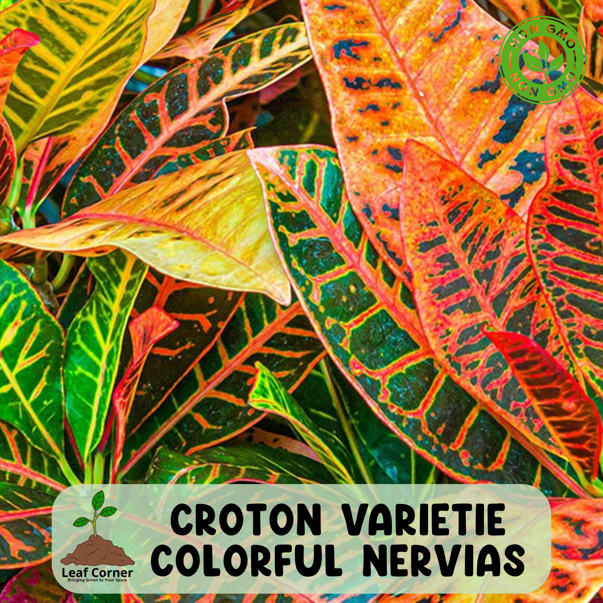 20 Croton Varieties Seeds, Colorful Nervias Tropical Foliage Plant for ...