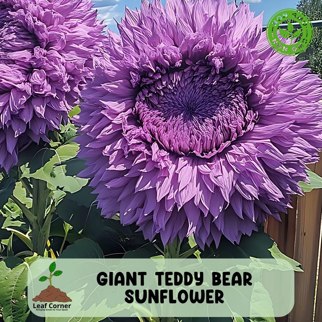 50 Purple Giant Teddy Bear Sunflower Seeds, Unique, Enchanting Blooms ...