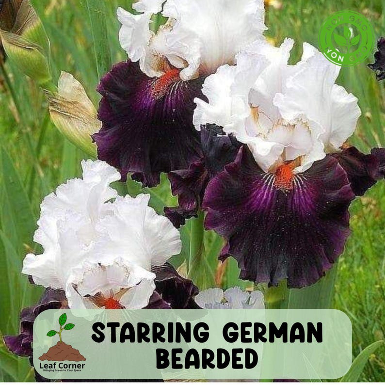 Starring German Bearded Iris, Live Bulb Root Rhizome, Makes a Striking ...