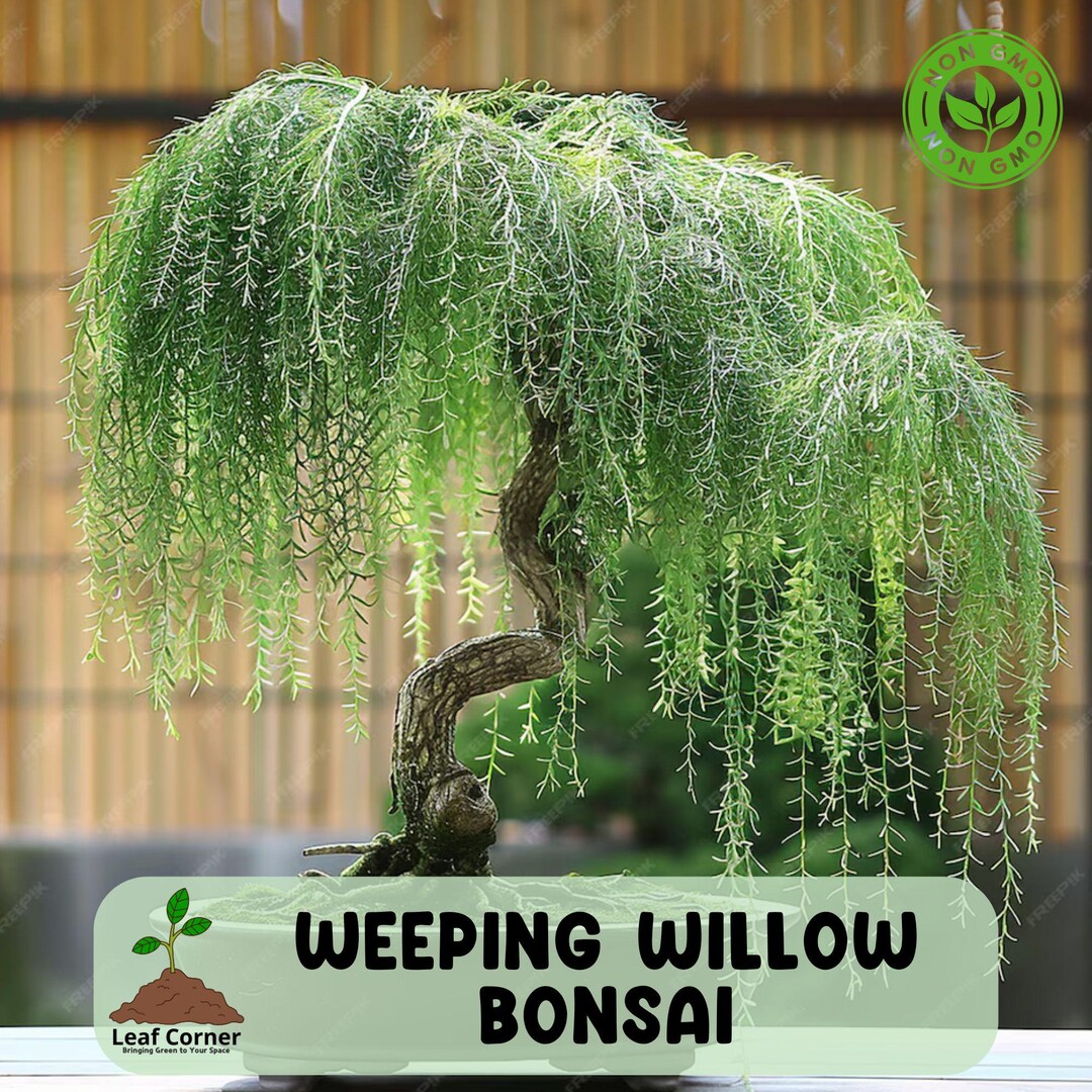 Live Dwarf Australian Weeping Willow Bonsai Cutting Tree, Fast Growing ...