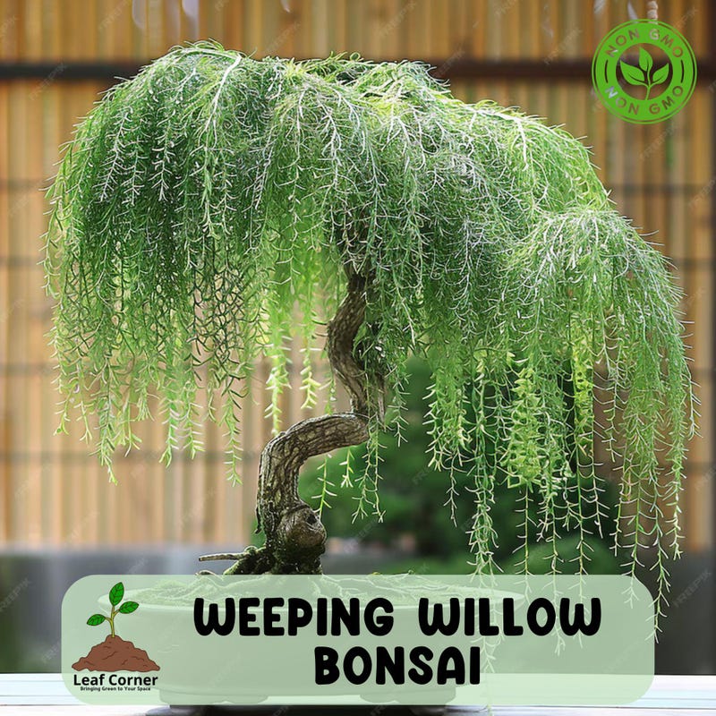 Indoor Dwarf Willow - Etsy