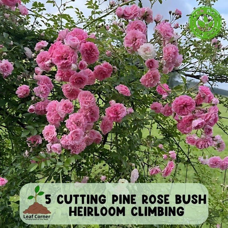 Climbing Pink Pine Rose 5 Cuttings, Heirloom Rose Bush, Fast Growing - Etsy