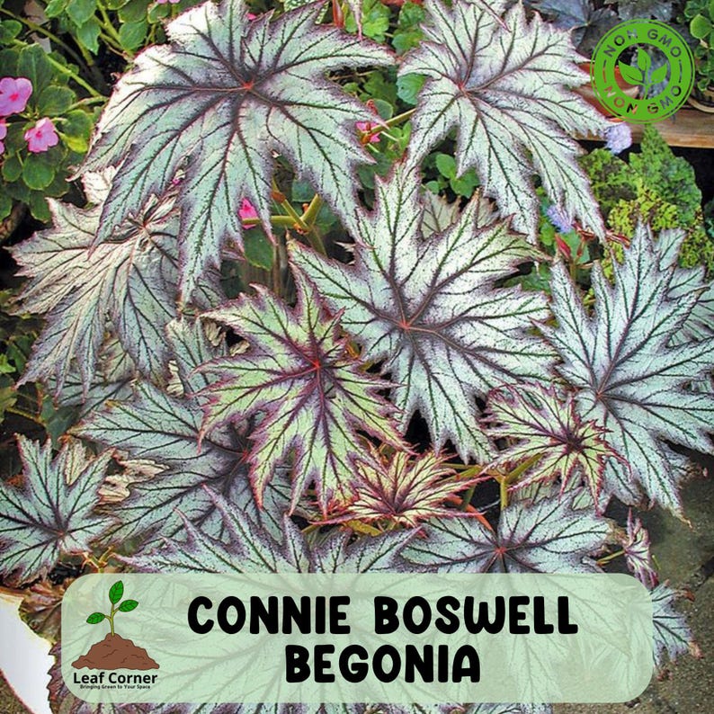 25 Connie Boswell Begonia Seeds: Rare Variegated Foliage Plant - Etsy