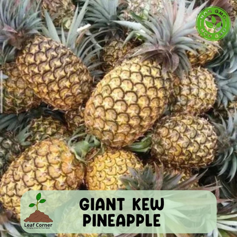 15 Giant Kew Pineapple Seeds, Tropical Fruit Variety With Large, Juicy ...