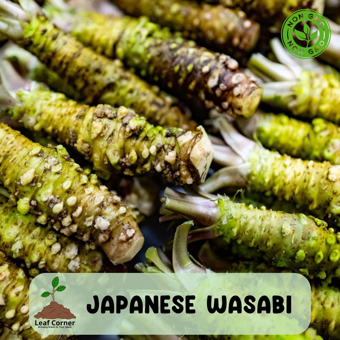 5 Japanese Wasabi Root Seeds for Planting, Wasabia Japonica - Etsy